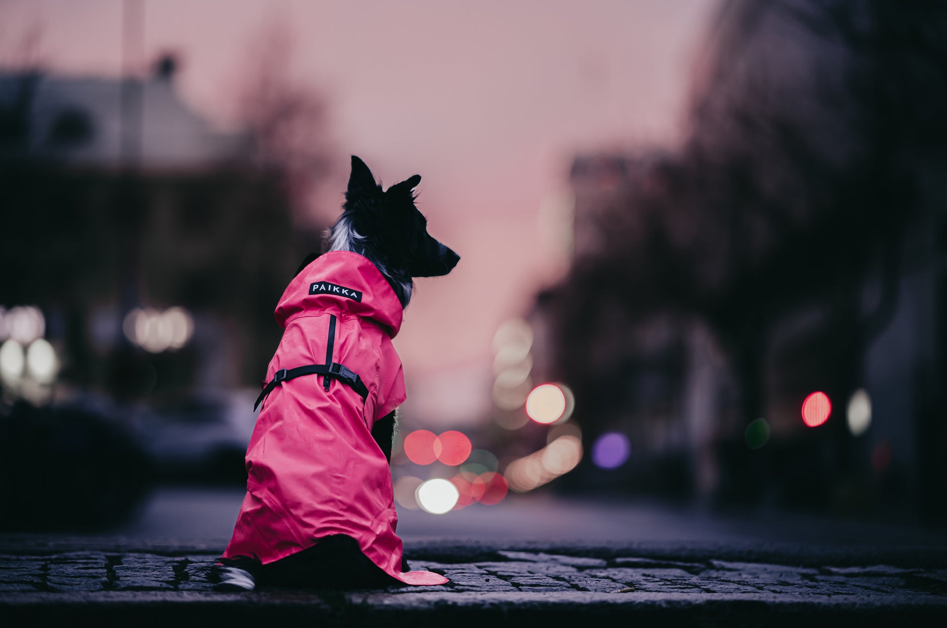 Koerte riided | Talvejoped, vihmajoped ja kombinesoonid | Pooko.ee – POOKO