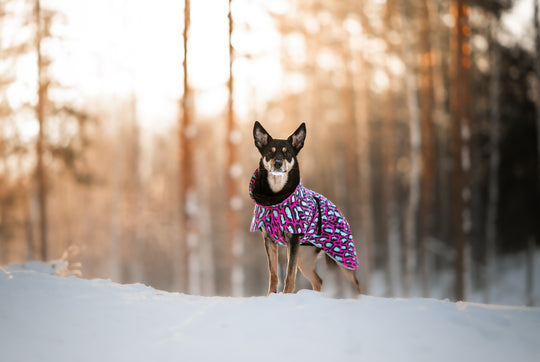 Koerte riided | Talvejoped, vihmajoped ja kombinesoonid | Pooko.ee – POOKO