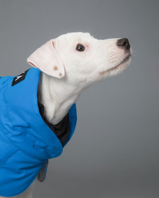 Koerte riided | Talvejoped, vihmajoped ja kombinesoonid | Pooko.ee – POOKO