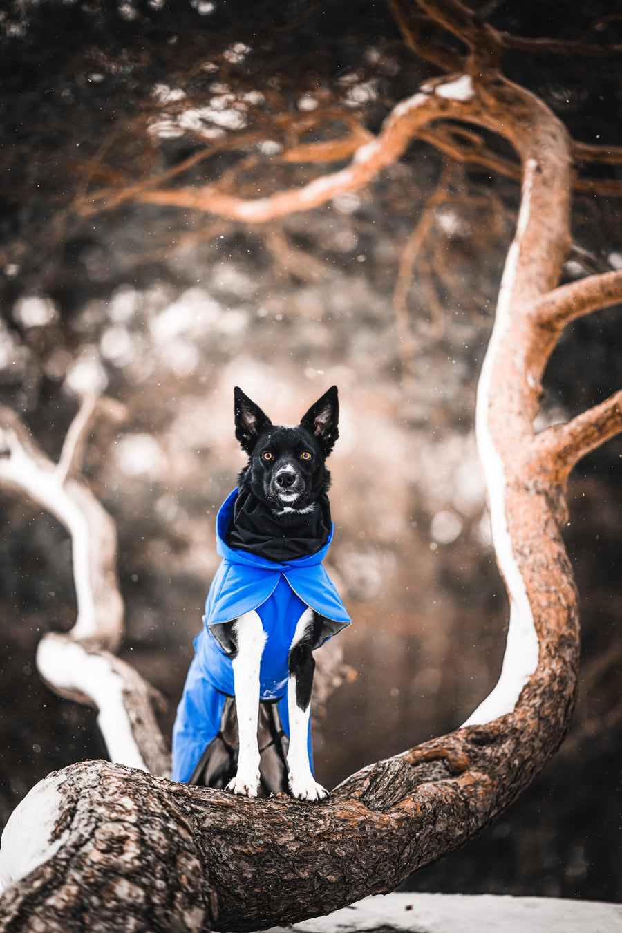 Koerte riided | Talvejoped, vihmajoped ja kombinesoonid | Pooko.ee – POOKO