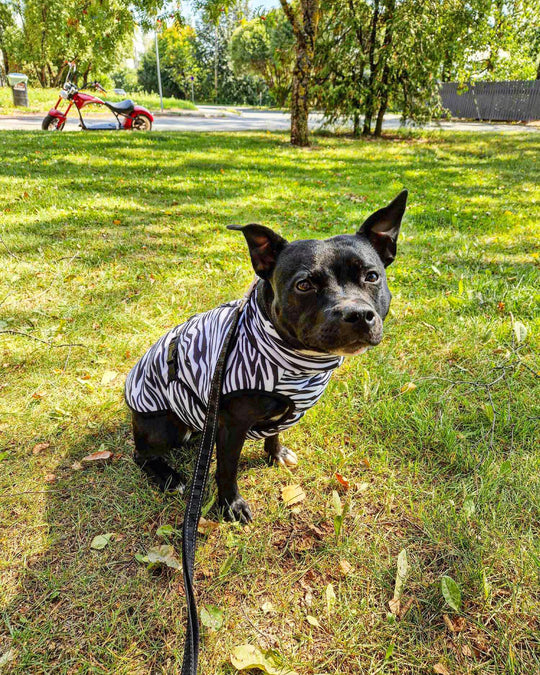 Koerte riided | Talvejoped, vihmajoped ja kombinesoonid | Pooko.ee – POOKO